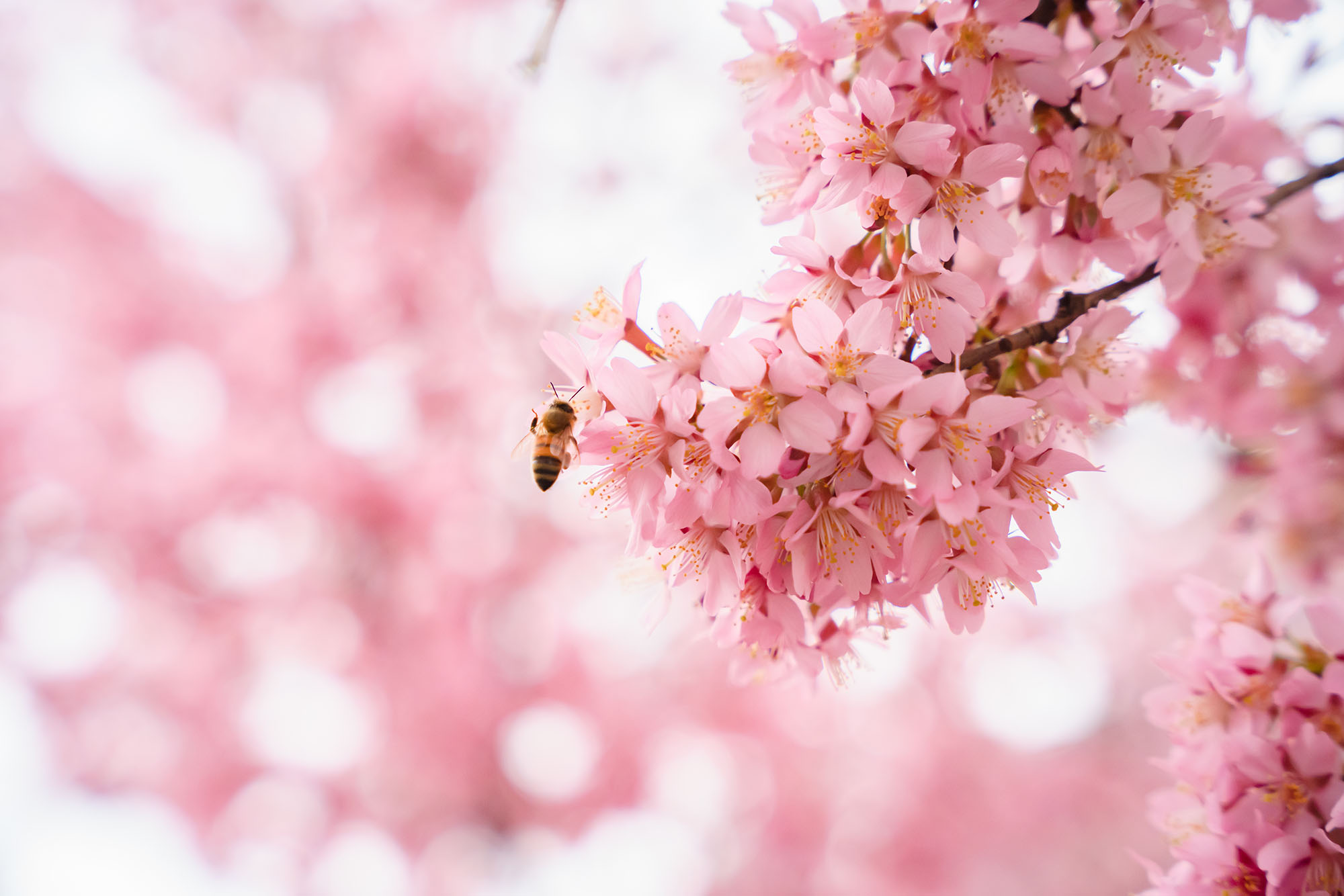 KSBJ PHOTOGRAPHY, LLC | NORTHERN VIRGINIA | CITY OF FAIRFAX