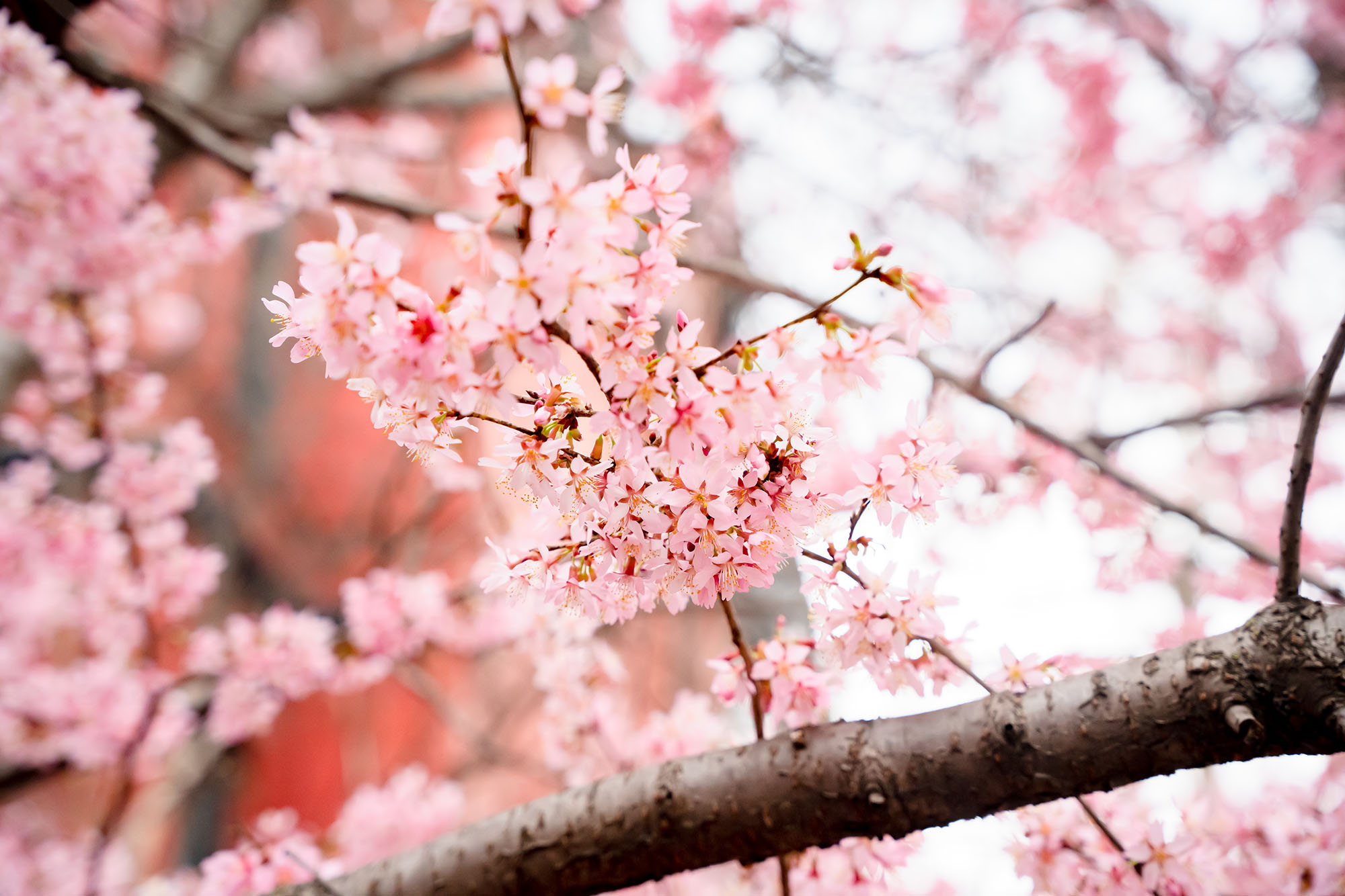 KSBJ PHOTOGRAPHY, LLC | NORTHERN VIRGINIA | CITY OF FAIRFAX