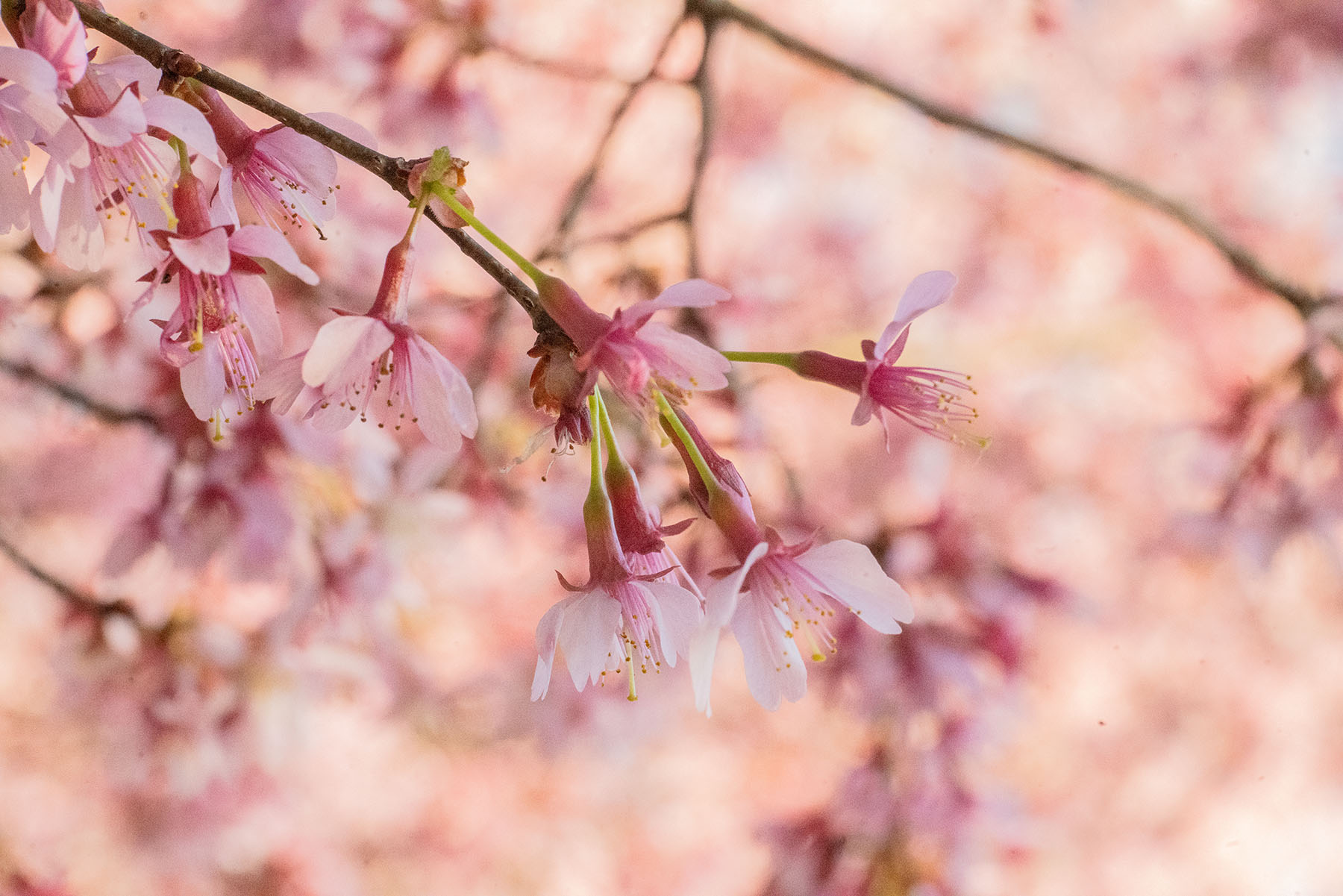 KSBJ PHOTOGRAPHY, LLC | NORTHERN VIRGINIA | CITY OF FAIRFAX