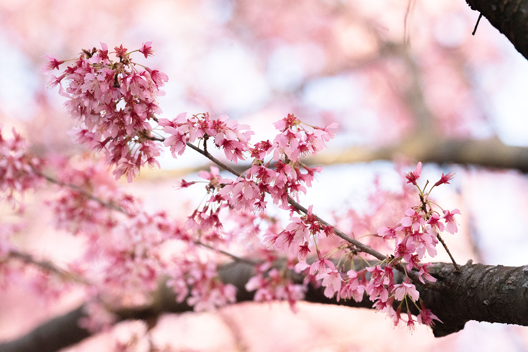 KSBJ PHOTOGRAPHY, LLC | NORTHERN VIRGINIA | CITY OF FAIRFAX