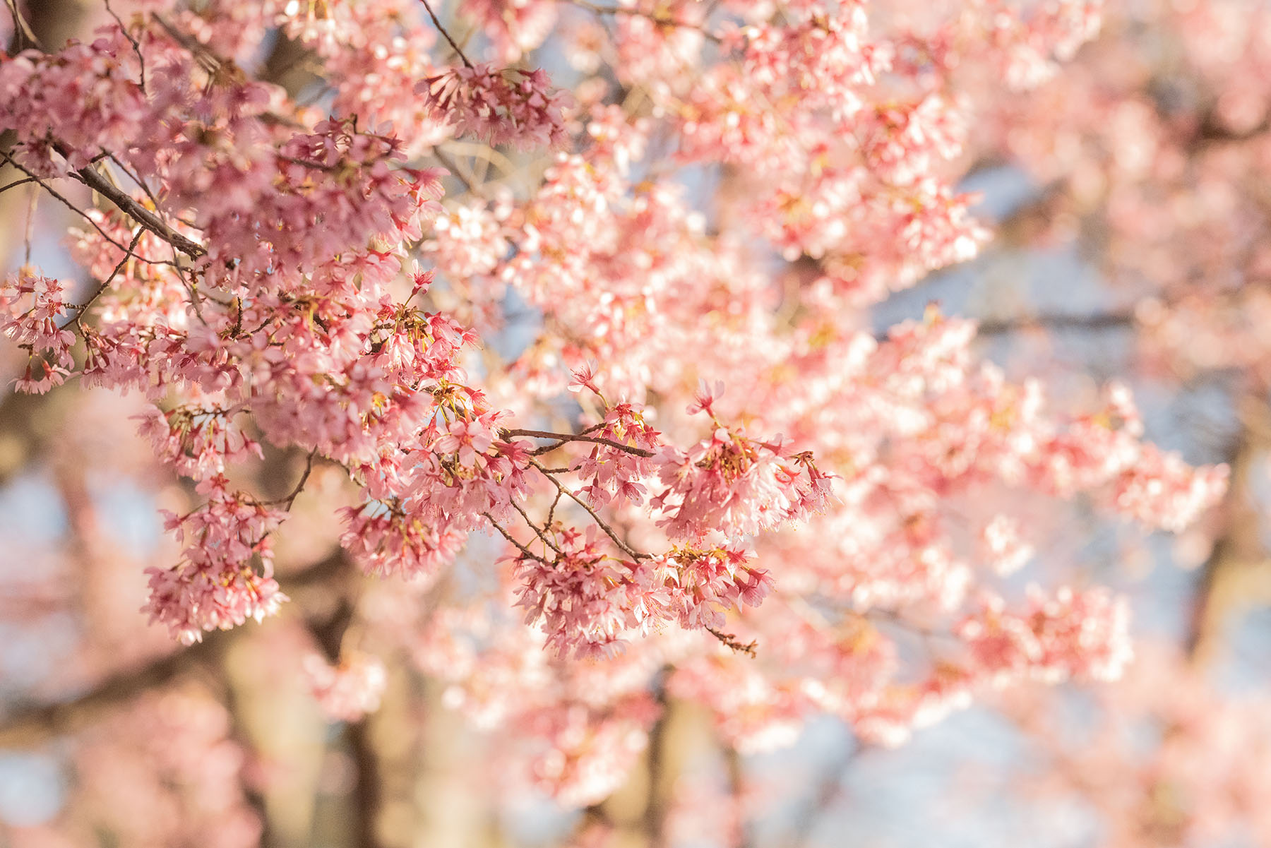 KSBJ PHOTOGRAPHY, LLC | NORTHERN VIRGINIA | CITY OF FAIRFAX
