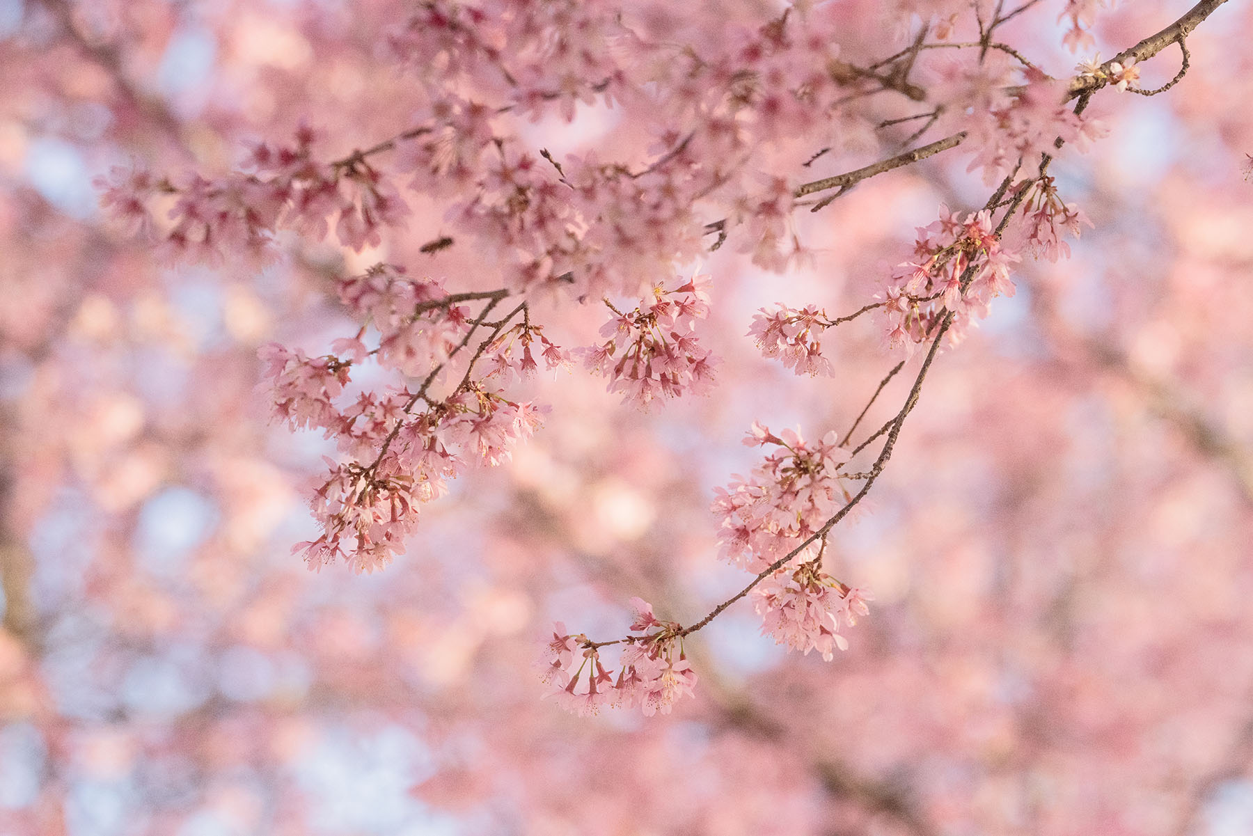 KSBJ PHOTOGRAPHY, LLC | NORTHERN VIRGINIA | CITY OF FAIRFAX
